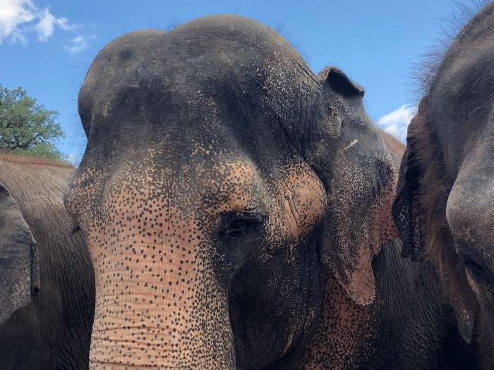 Elephant Reserve – Stonewall Texas | Ragland Adventures